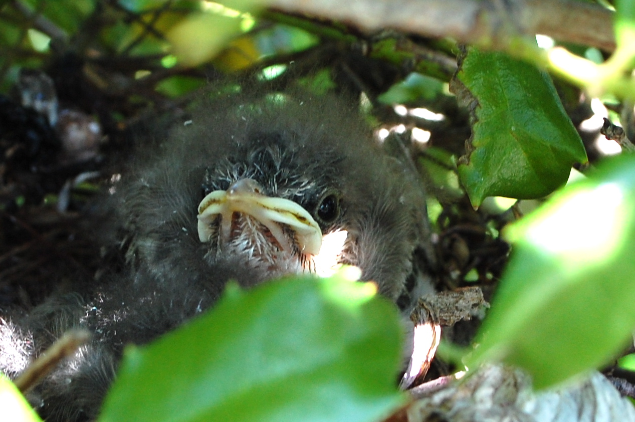 Urban Wildlife Guide: Baby Mockingbirds!