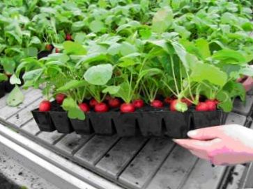 ⭐SEMBRAR Y CULTIVAR RÁBANOS ORGANICOS EN CASA. ⭐⭐ ~ HUERTOS URBANOS CASEROS