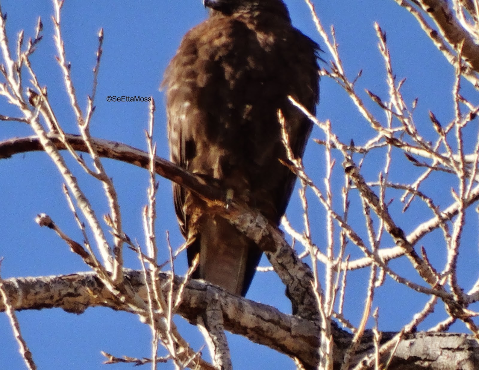 Dark Morph Rough-legged Hawk in Canon City