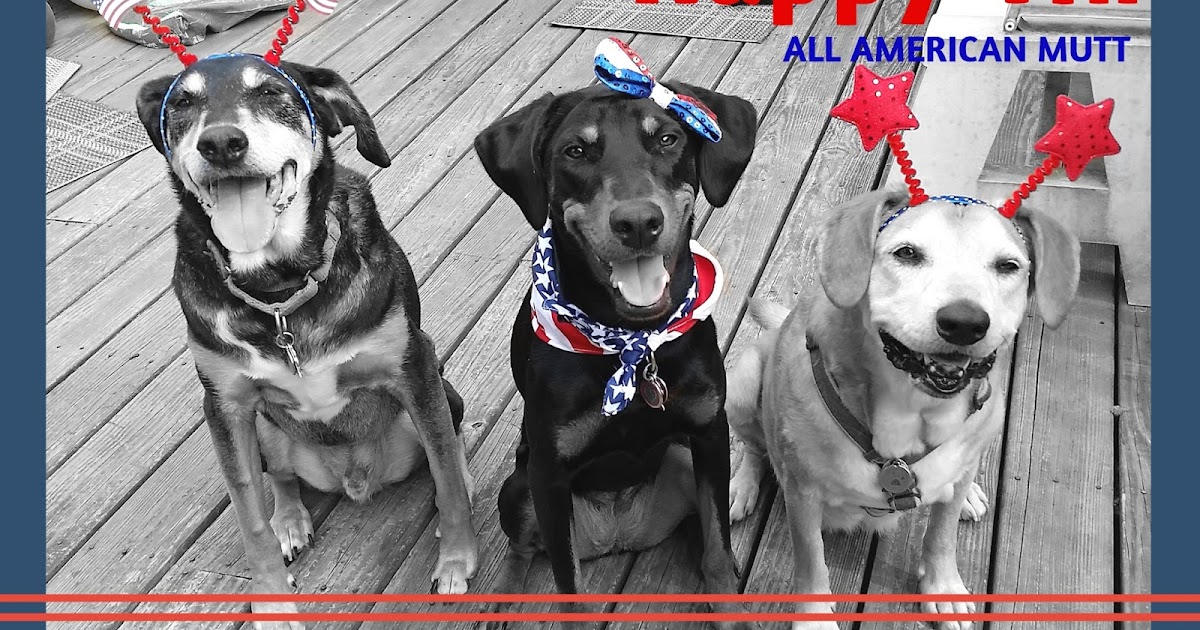 Lapdog Creations: All American Mutt #4thOfJuly #BlackAndWhiteSunday