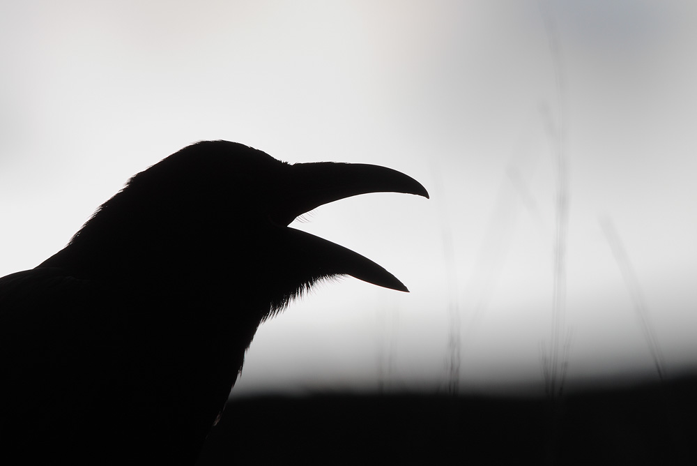 Spankingové povídky s S.: Můj první výprask rákoskou