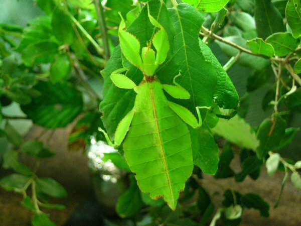 Curiosidades del Mundo: Insectos Hoja e Insectos Palo (Orden Phasmatodea).