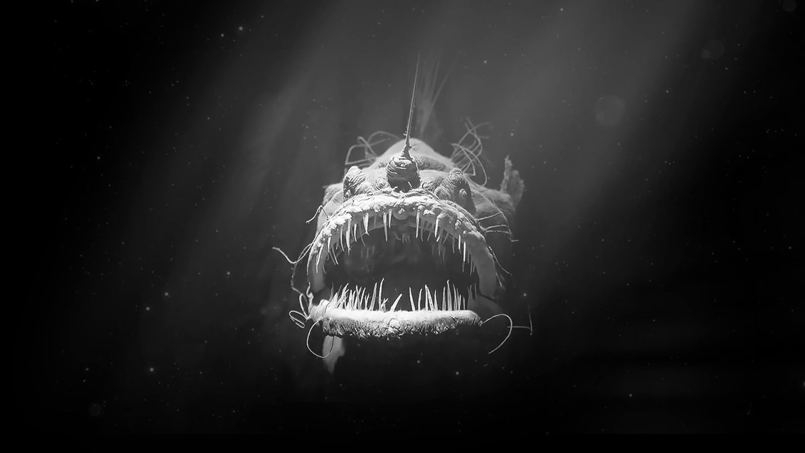 ANGLERFISH photos - wallpapers (ανανεωμένο) | the fun bank