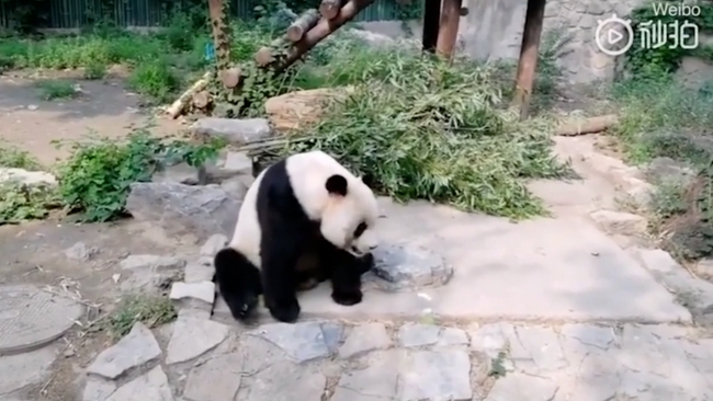 White Wolf : Tourists filmed throwing rocks at giant panda in chinese zoo