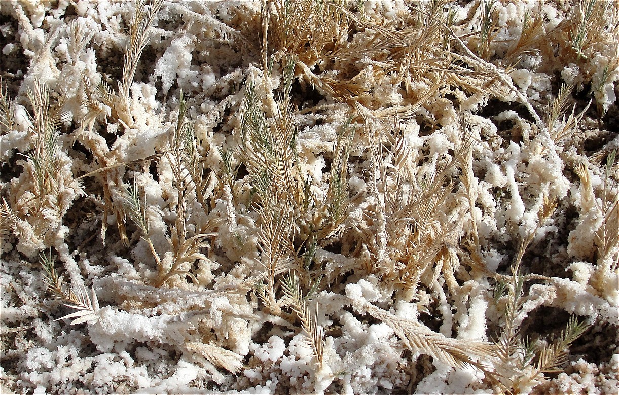 Caminantes del Desierto: EL SALAR DE LLAMARA