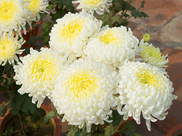 poesía en el paraíso: EL CRISANTEMO