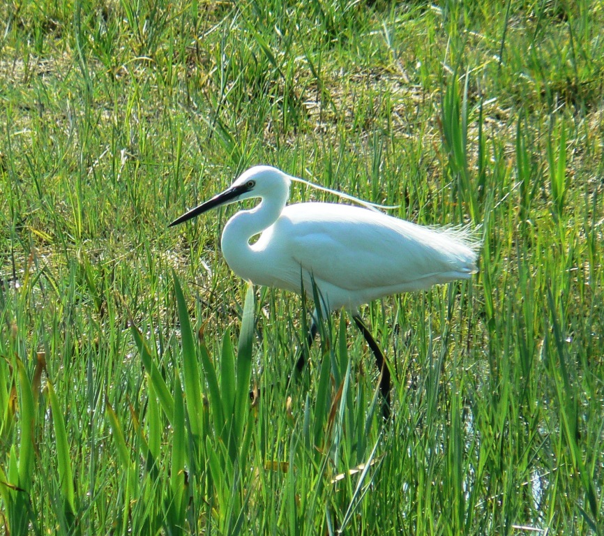 Ocells del meu país - Catalunya: 2012