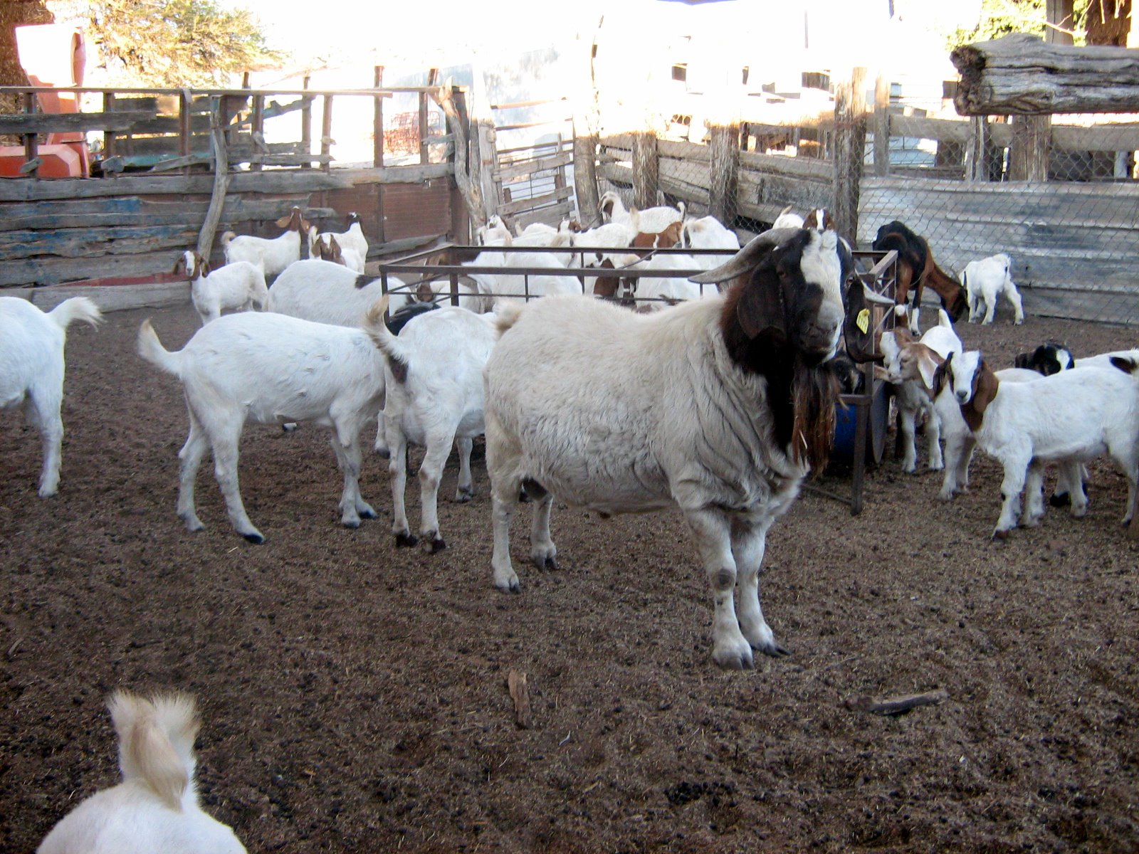 Los Ranchos de ganado de México: Criadero de cabras boer y chivos boer ...
