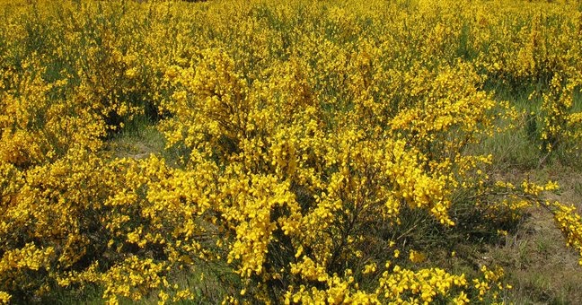 Shoreline Area News: The Washington Invasive Species Council wants your ...