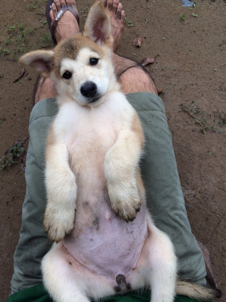 Bán chó con, Bán chó con tại Cần Thơ, Bán chó con giá rẻ: Bán chó con ...