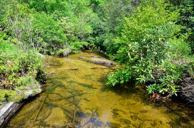 SAPS-NCGA: Panthertown Valley hike with Dan Pittillo