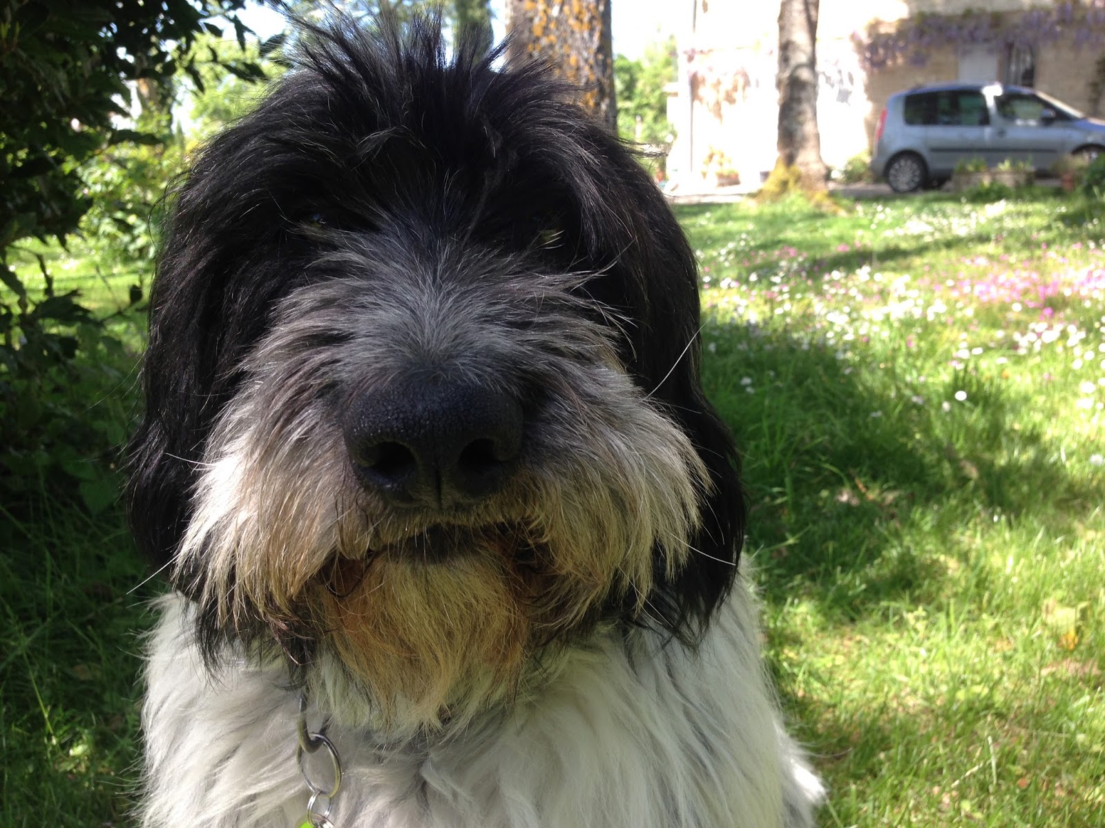 An absolutely wonderful Scots Adventure .: The most fearsome dog in the ...