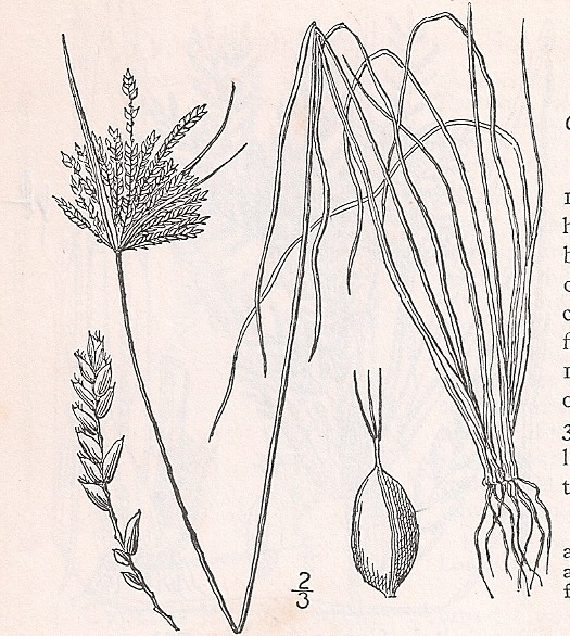 FLORA ILUSTRADA BRITTON DEL NORTE DE U.S.A.-CANADA: CYPERACEAE CYPERUS ...