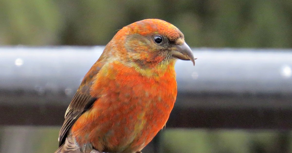 Birding Is Fun!: A Crossbill Month