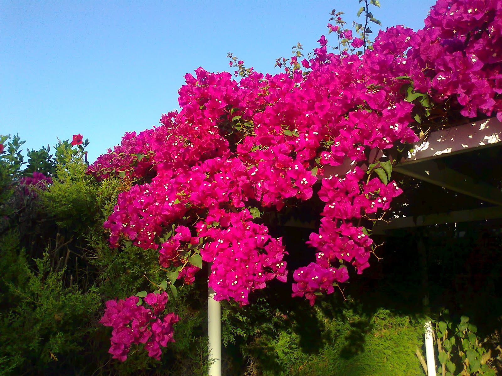 Las ensoñaciones del paseante solitario: La buganvilla. Poema.