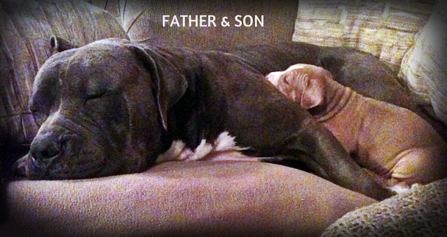 Bandog Pups : Desert Elite Bandogs