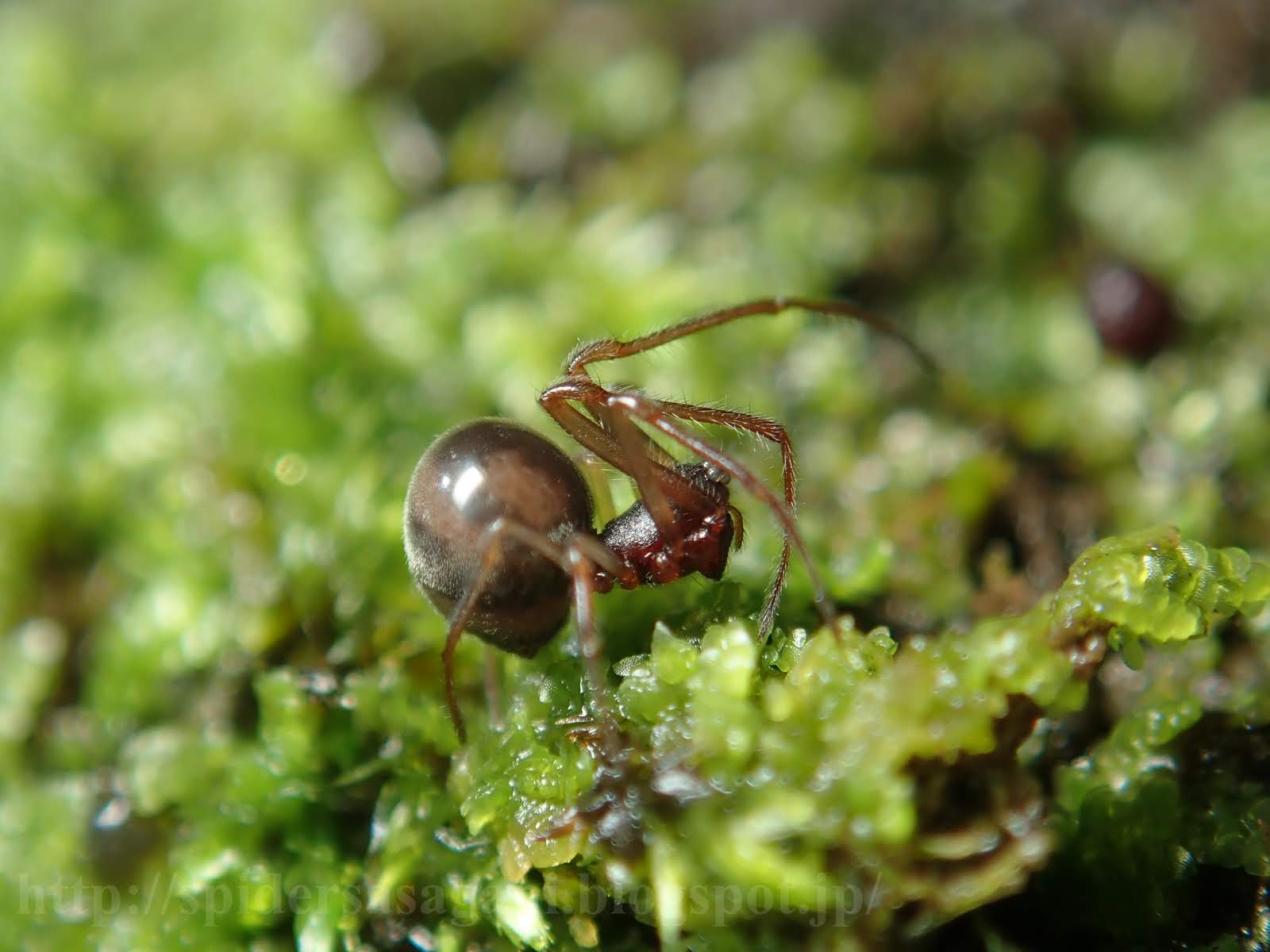 細蟹屋: Anapidae ヨリメグモ科