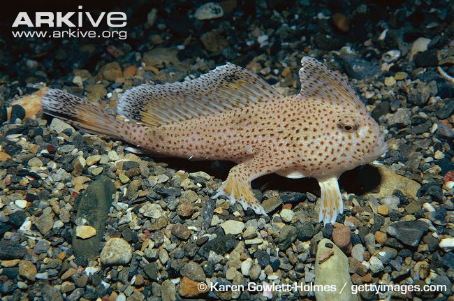 Spotted handfish ( Ikan Berkaki Empat ) | Tips Peternakan, Budidaya ...