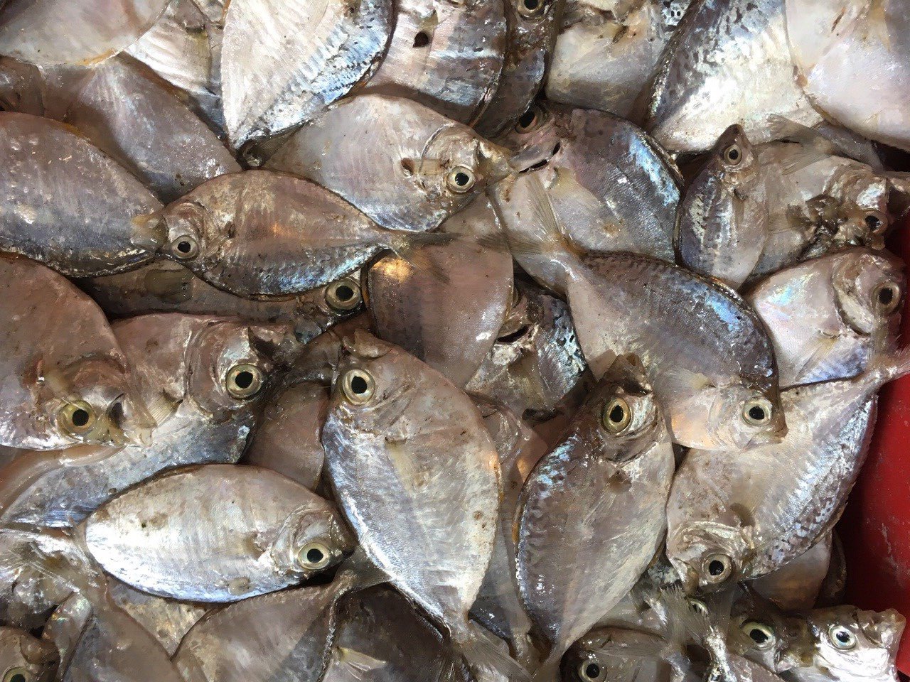 SPLENDID PONYFISH - VIET SEAFOOD CO.,LTD