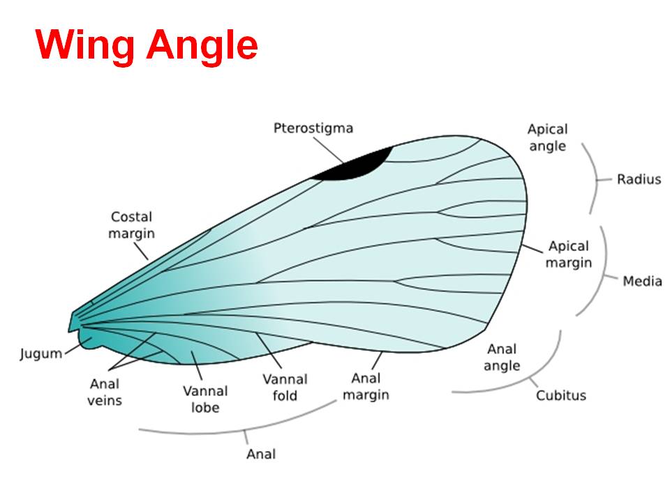 Insect wing, Modifications and Copulation