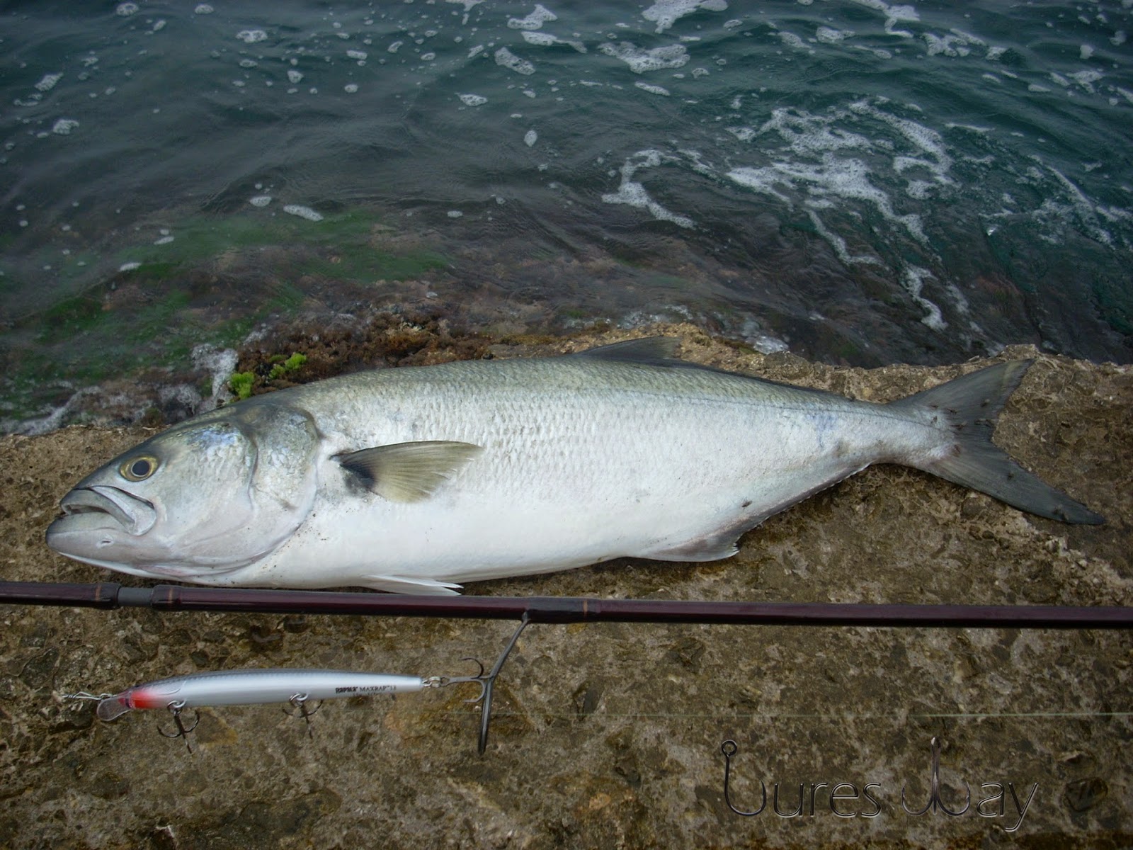 Lures Way: Zubatica (Pomatomus saltatrix)