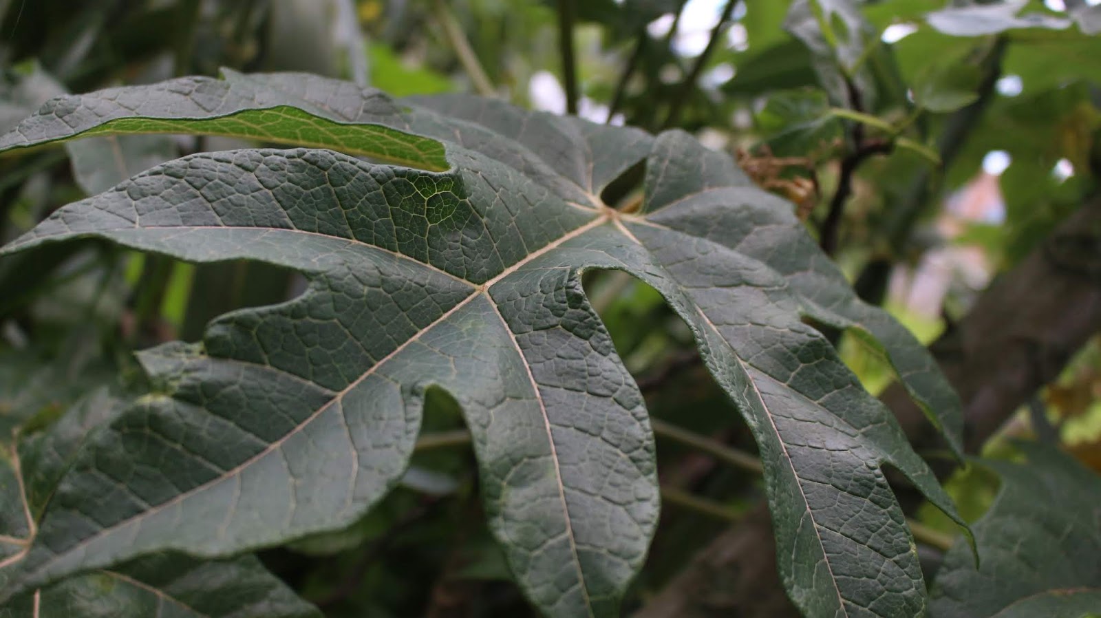 PROYECTO ESCA 099: Plantas Nativas