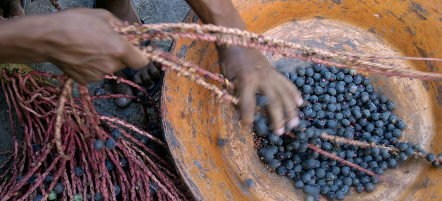 An Introduction to the Acai Berry - Synergy WorldWide Blog - United States