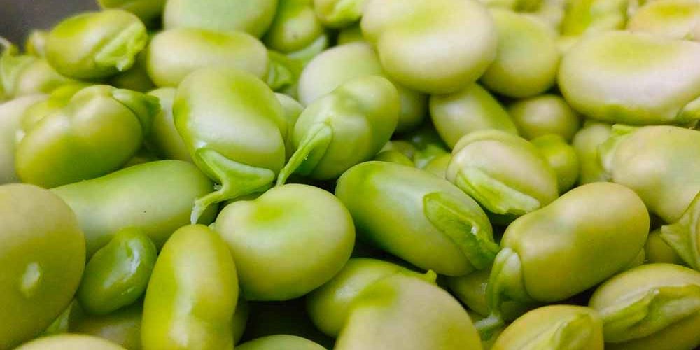 ¡En todos lados se plantan habas! Aprendemos a cultivarlas