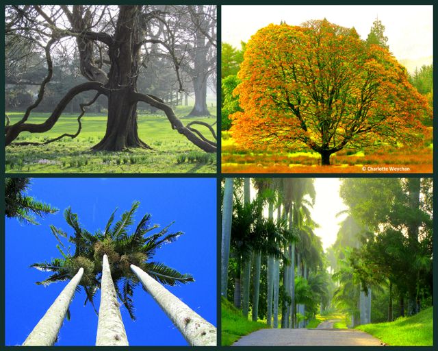 The wonderful world of trees and where to find British champions...