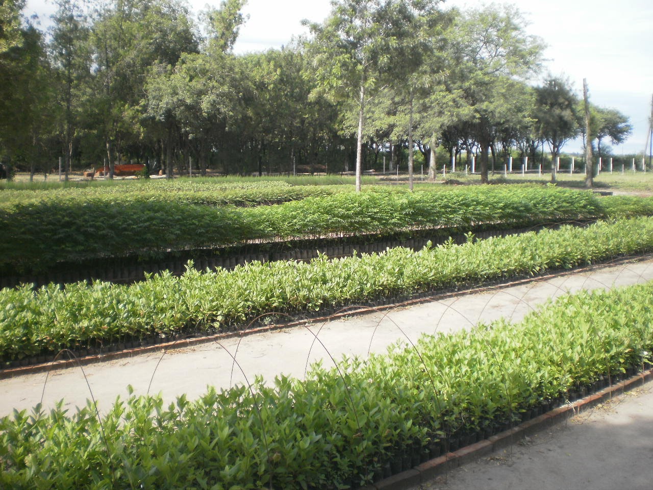 VIVERO FORESTAL SAN BERNARDO, HOY