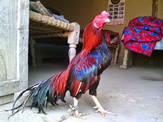 Waqar Birds Rokhri Aseel bhakkar ~ Pakistani Aseel Photos