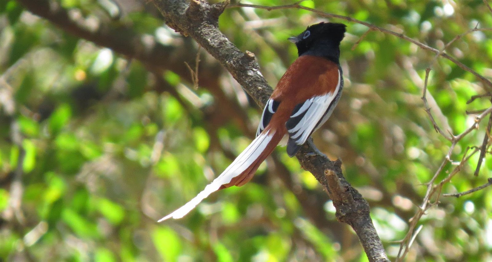 Birding for a Lark: Wadi Hanna and Wadi Darbat
