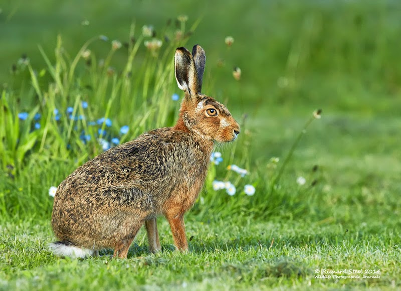 Wildlife Photographic Journals: Just the Hare Necessities