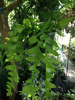 HeyPlantMan! Exotic Tropical Plants from St. Pete FL: Shark Week ! That ...