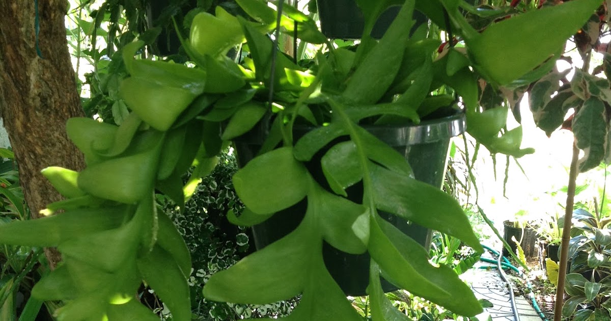 HeyPlantMan! Exotic Tropical Plants from St. Pete FL: Shark Week ! That ...