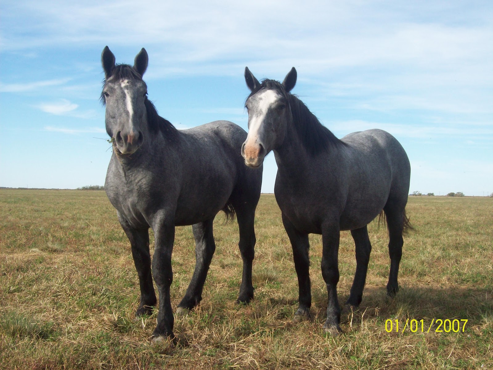 CABALLOS PERCHERONES CABAÑA LA TURCA: POTRANCAS PERCHERONAS, MUCARE ...