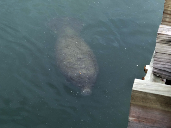 Reflections From the Fence: The Manatees of Apollo Beach Florida