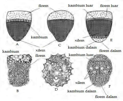 Materi Jaringan Dewasa (Permanen) Mapel Biologi kelas 11 SMA/MA ...