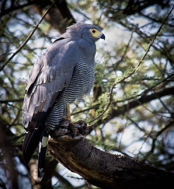Elsen Karstad's 'Pic-A-Day Kenya': African Harrier Hawk