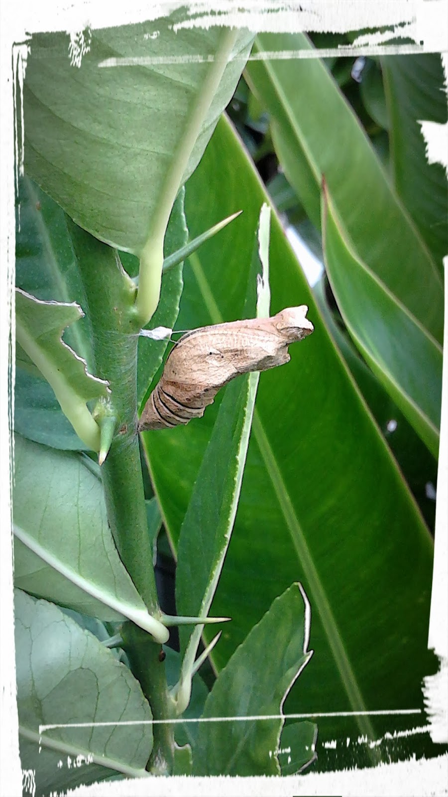 FotoBlog Aku: Bagaikan hidup di dalam kepompong...