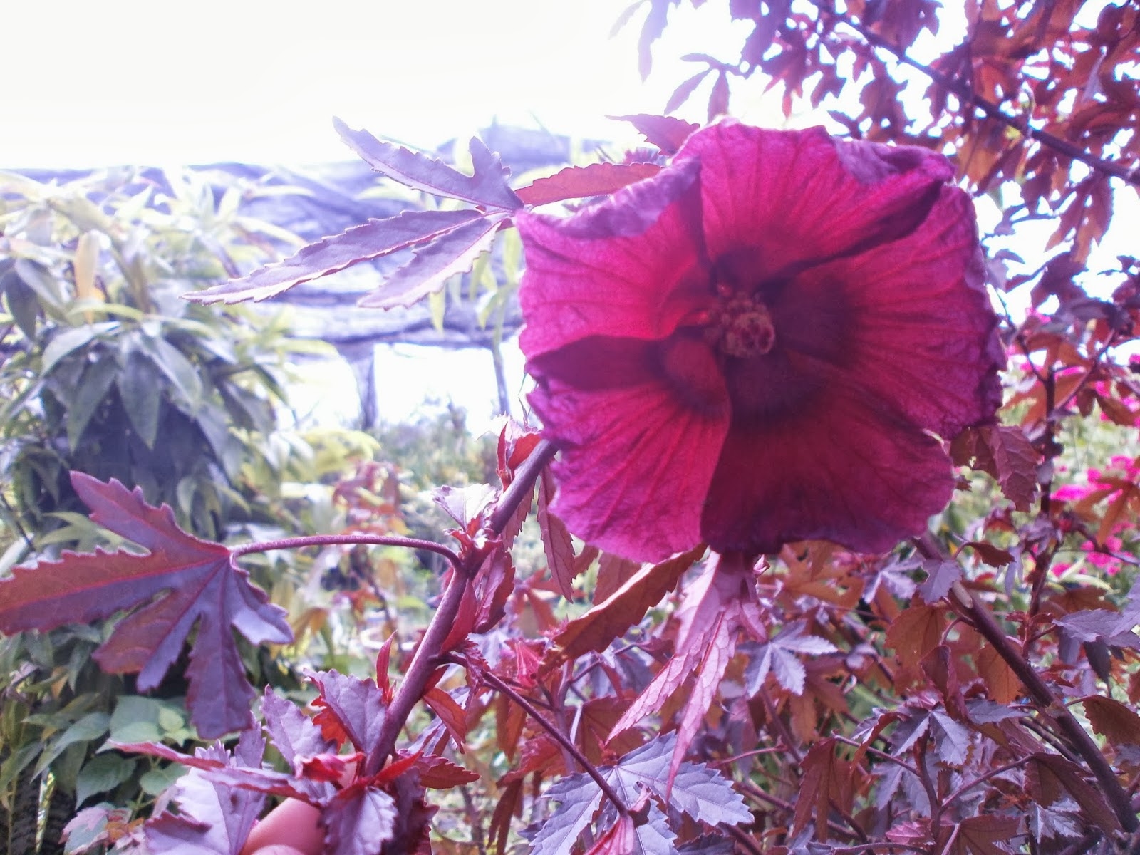 Rezeki Rayyan Nurseri: BUNGA RAYA MAROON