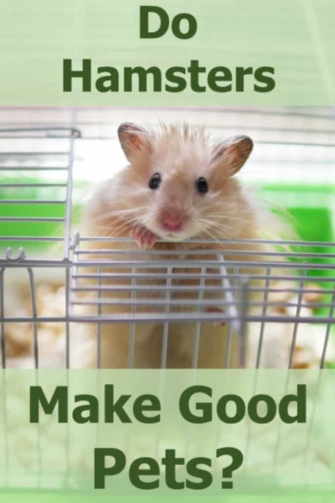 Why Hamsters Make Great Pets - Your Pet Care