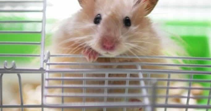 Why Hamsters Make Great Pets - Your Pet Care