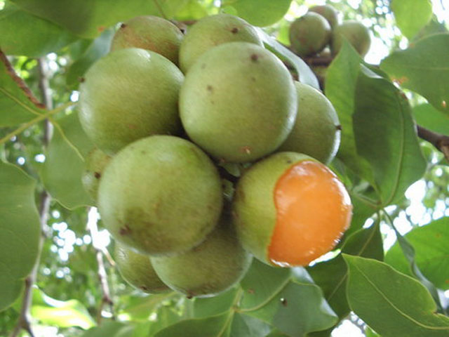 1000+ images about Garden of Eden on Pinterest | Tropical fruits, Fruit ...