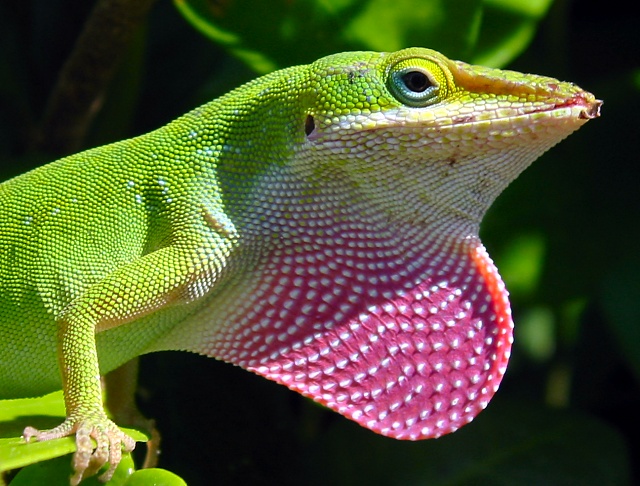 BIOLOGÍA: SE SECUENCIA EL GENOMA DEL ANOLIS VERDE