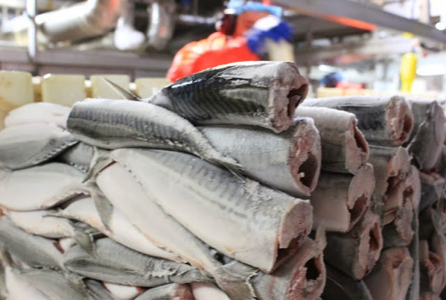 Mackerel Fish Frozen, Frozen Pacific Mackerel, Price of King Mackerel ...