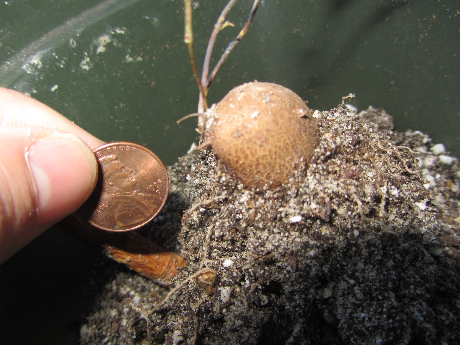 Mike is Bored: dioscorea elephantipes (elephant foot plant) from seed.