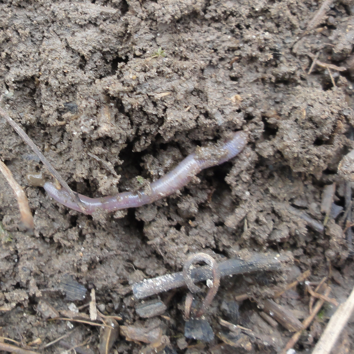 Honeysuckle Haven or Hell's Half Acre: Worm Holes