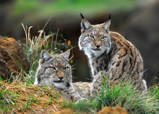 B-logul lui cartus[ro]: Povestea Rasului