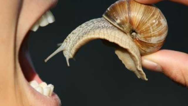 Fakta Unik Seputar Siput Yang Pasti Kamu Tidak Tau - Berita Aneh dan ...